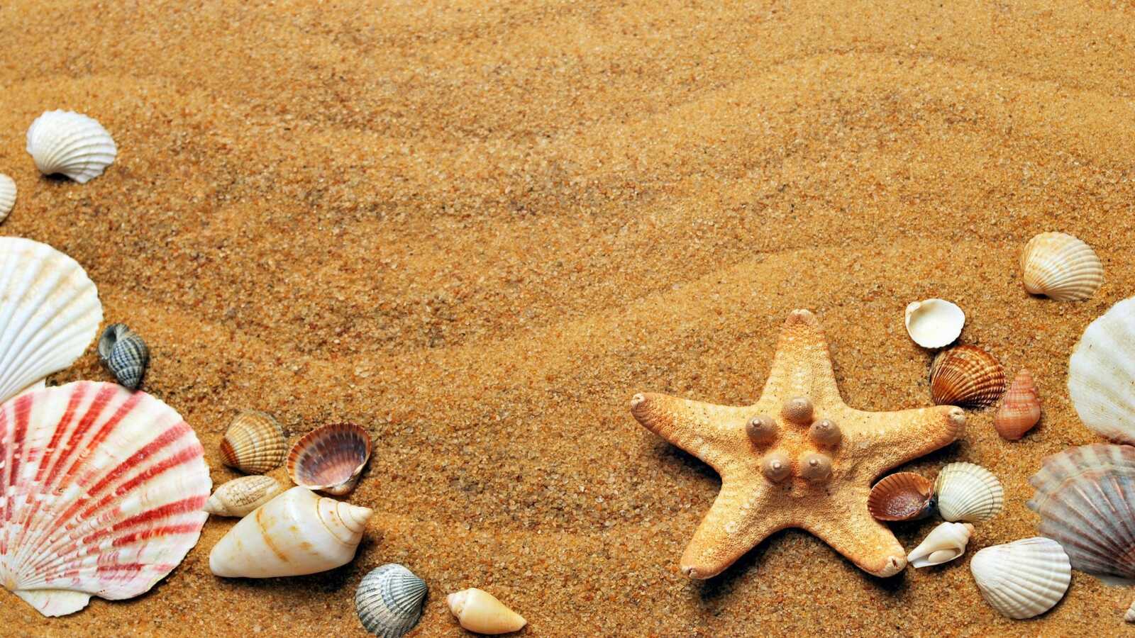 Starfish Wallpapers (62 images) - WallpaperCat