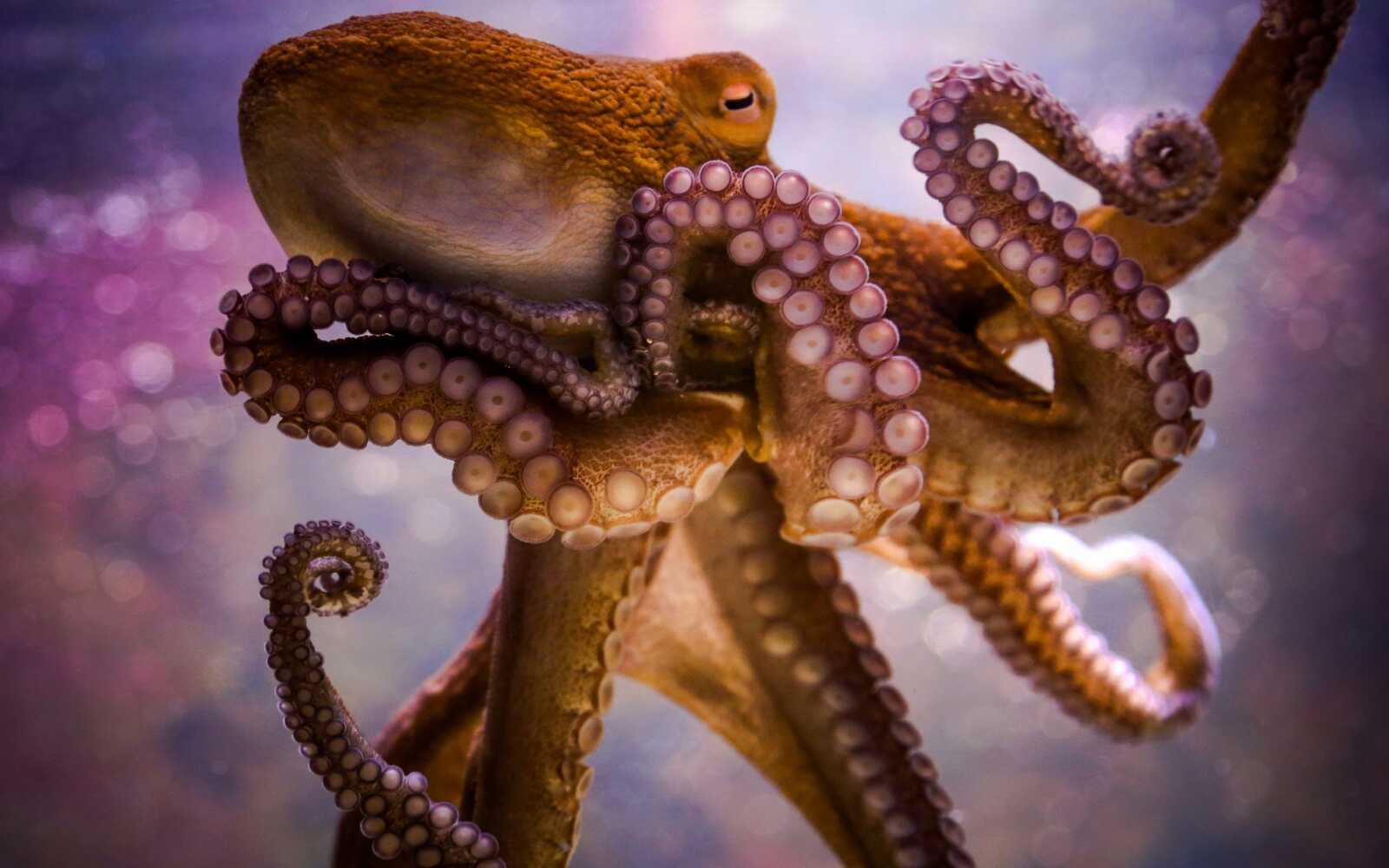 Octopus Wallpapers (24 images) - WallpaperCat