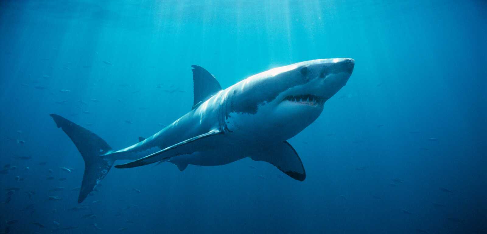Great White Shark Wallpapers (48 images) - WallpaperCat