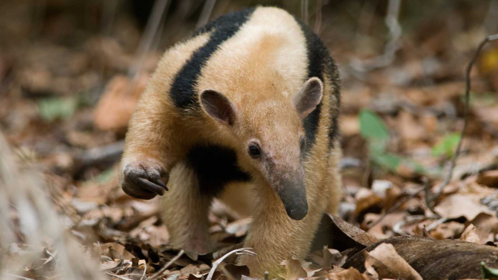 Anteater Wallpapers (46 images) - WallpaperCat