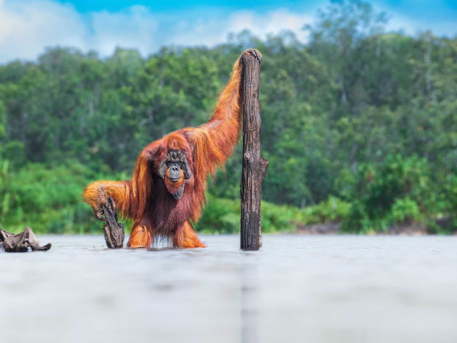 Orangutan Wallpapers (61 images) - WallpaperCat