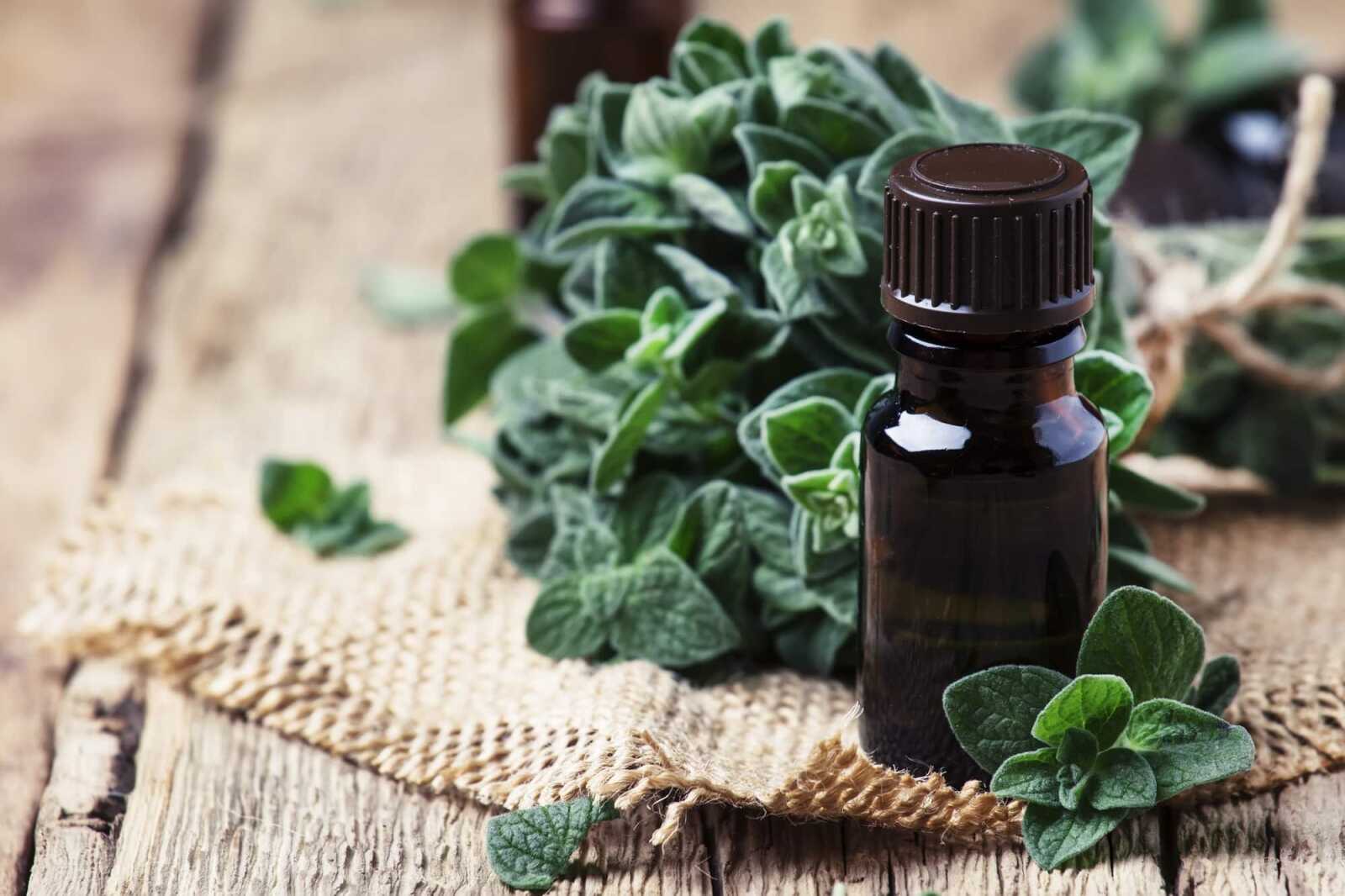 Oregano Wallpapers (31 images) - WallpaperCat