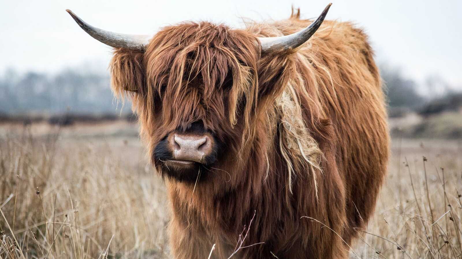 Cow Wallpapers (58 images) - WallpaperCat