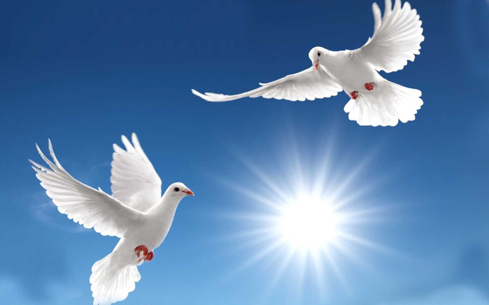 Pigeon Wallpapers (44 images) - WallpaperCat