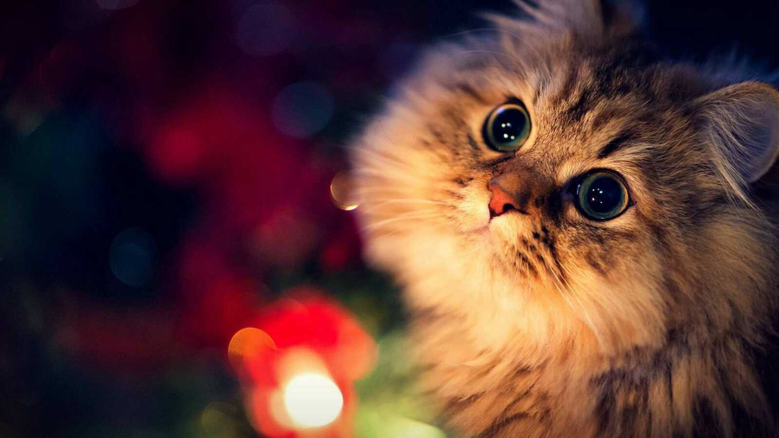 Cat Wallpapers (148 images) - WallpaperCat