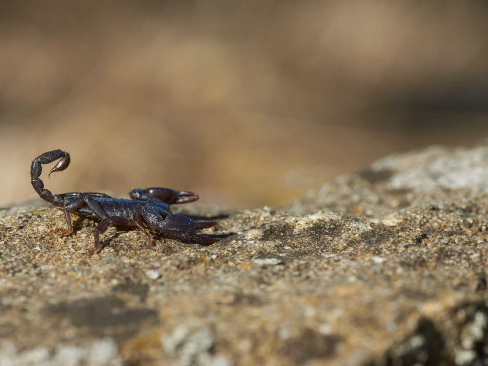 Scorpion (Animal) Wallpapers (30 images) - WallpaperCat