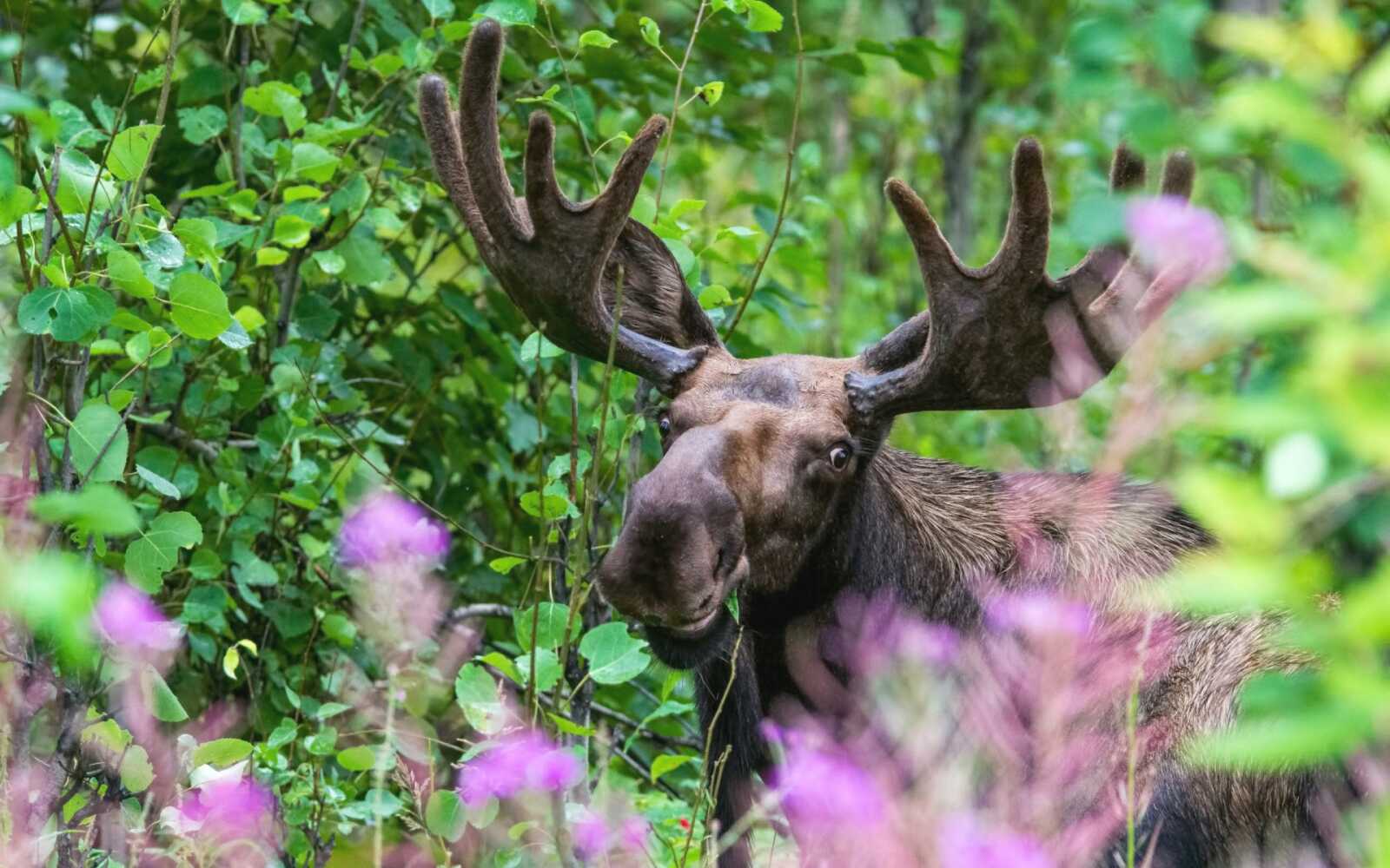 Moose Wallpapers (61 images) - WallpaperCat