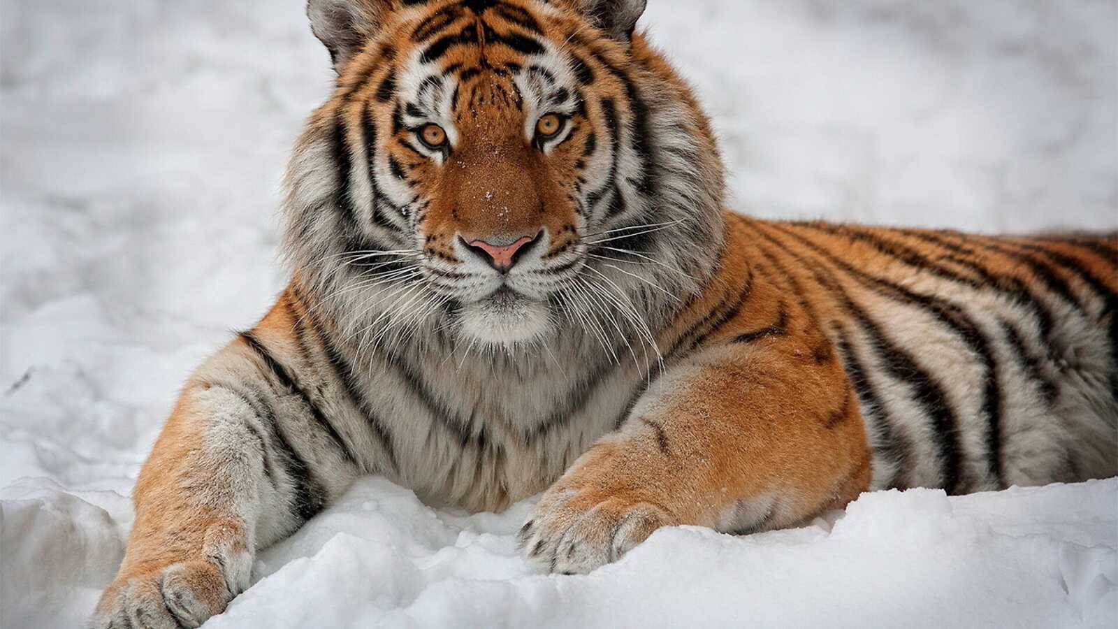 Tiger Wallpapers (86 images) - WallpaperCat