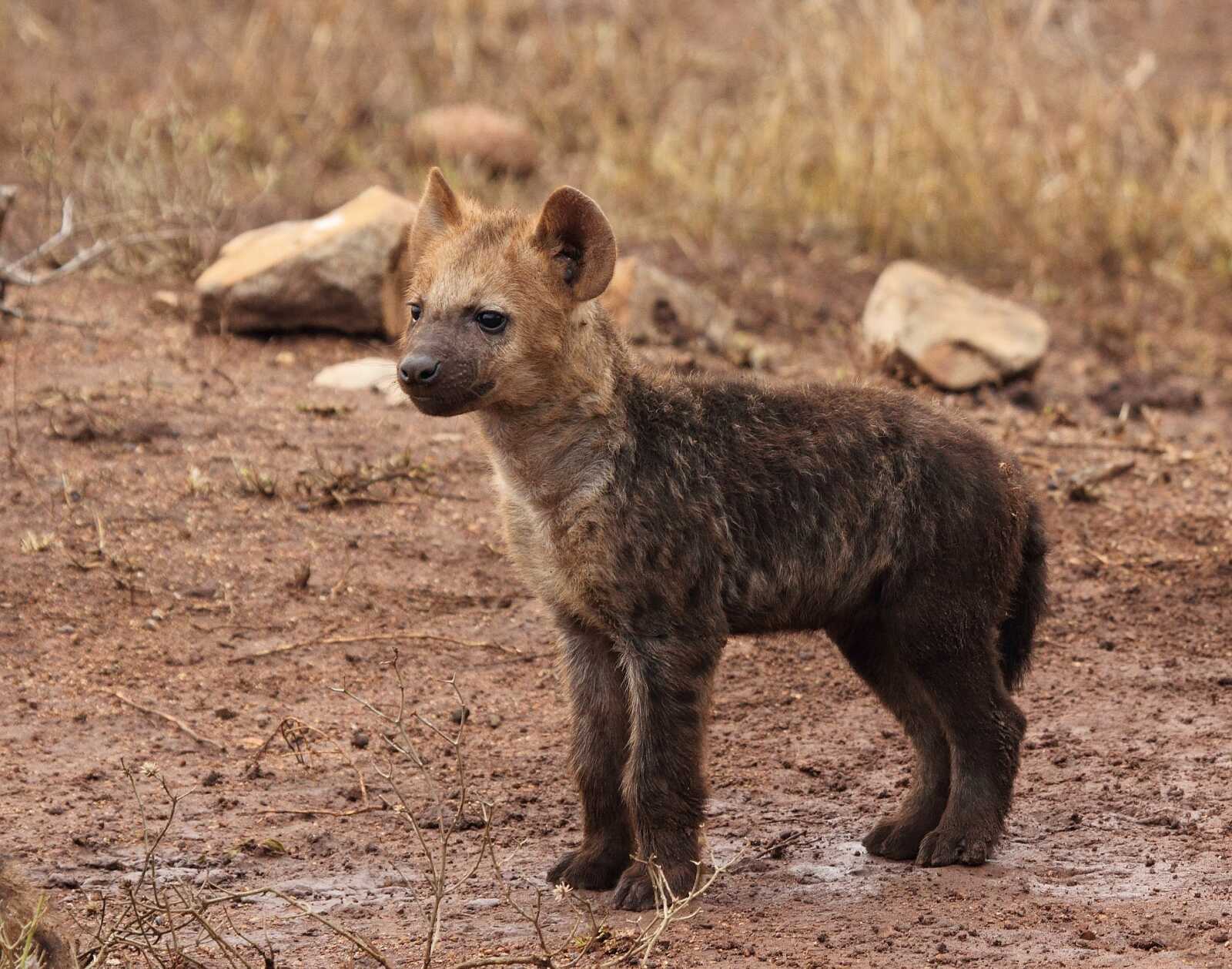 Hyena Wallpapers (37 images) - WallpaperCat