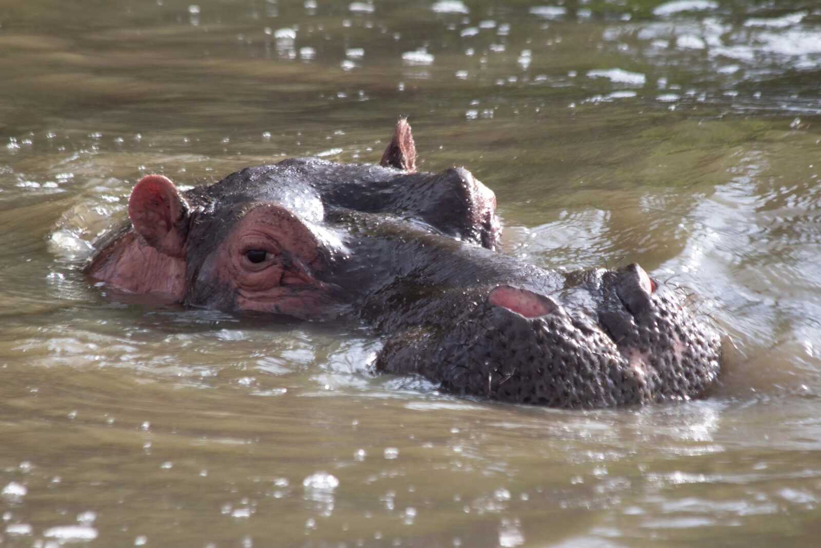 Hippopotamus Wallpapers (58 images) - WallpaperCat
