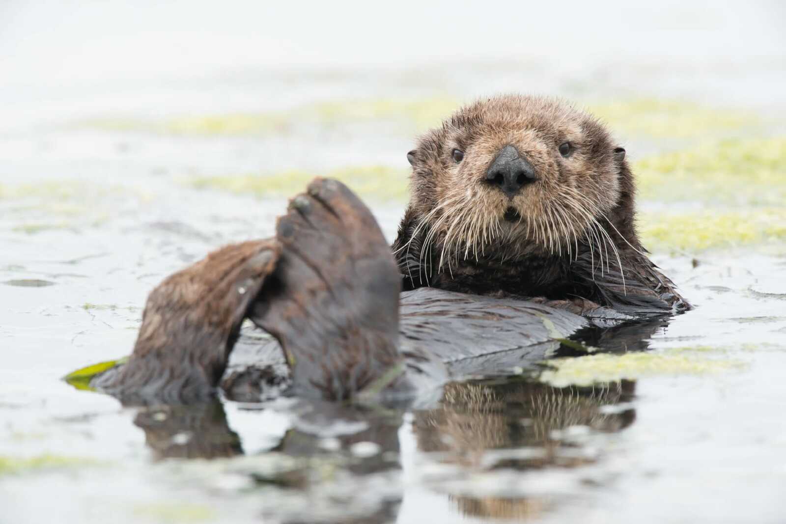 Otter Wallpapers (54 images) - WallpaperCat