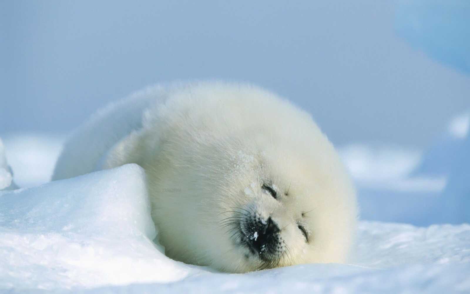 Seal Wallpapers (48 images) - WallpaperCat