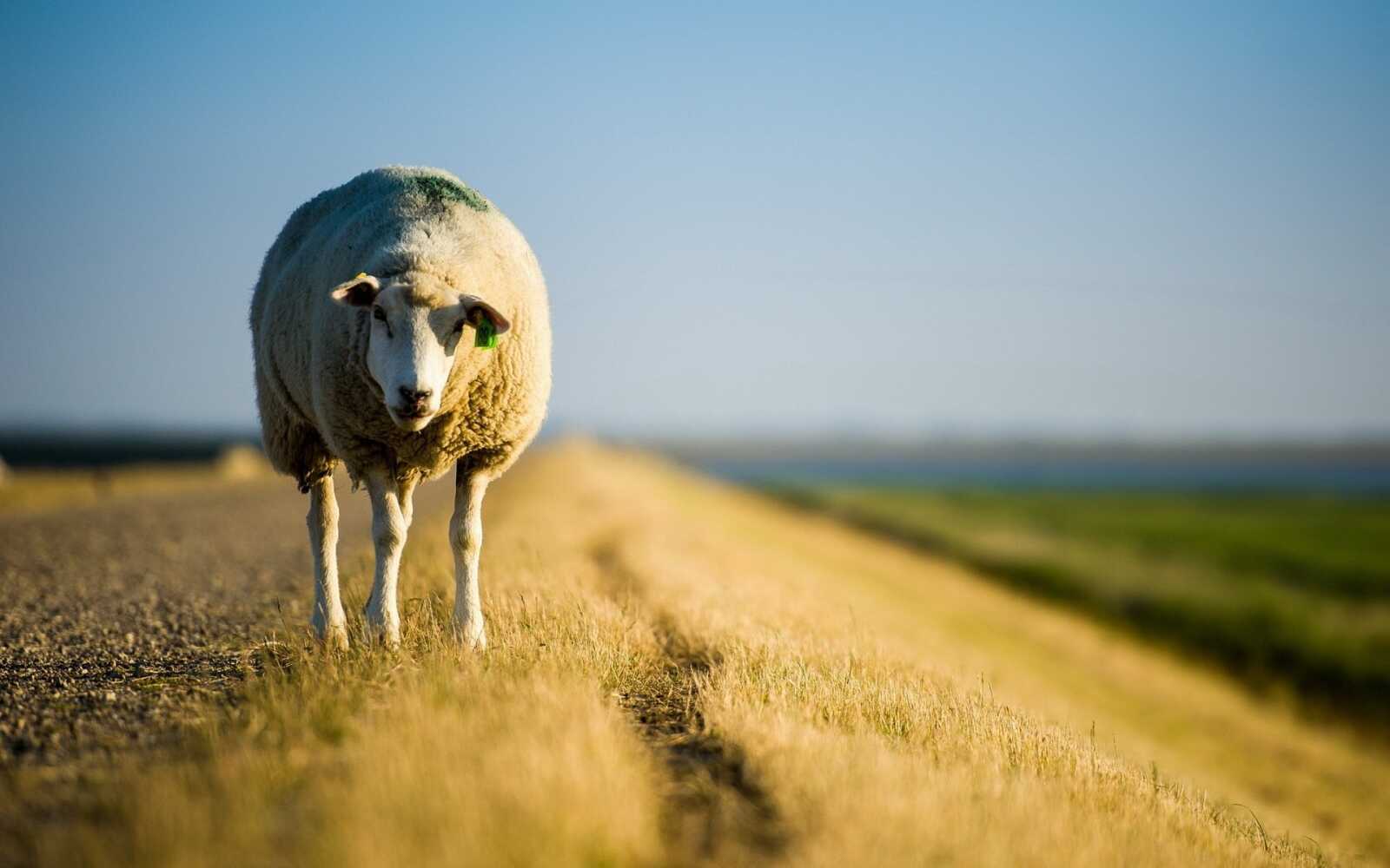 Farm Animals Wallpapers (54 images) - WallpaperCat