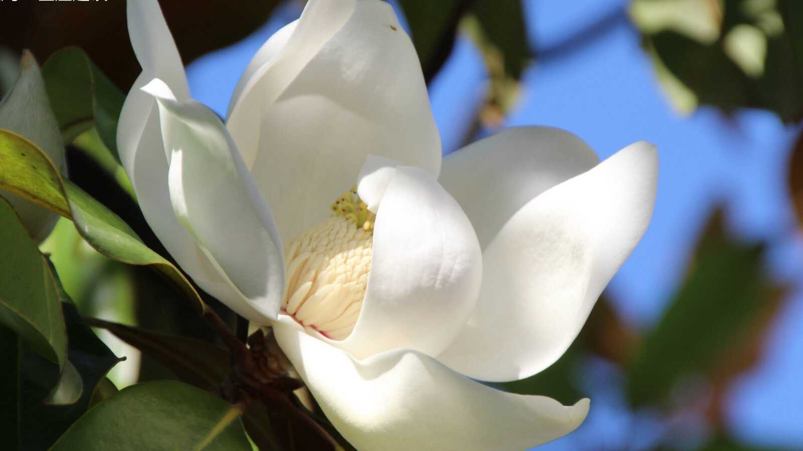 Magnolia Tree Wallpapers (54 images) - WallpaperCat