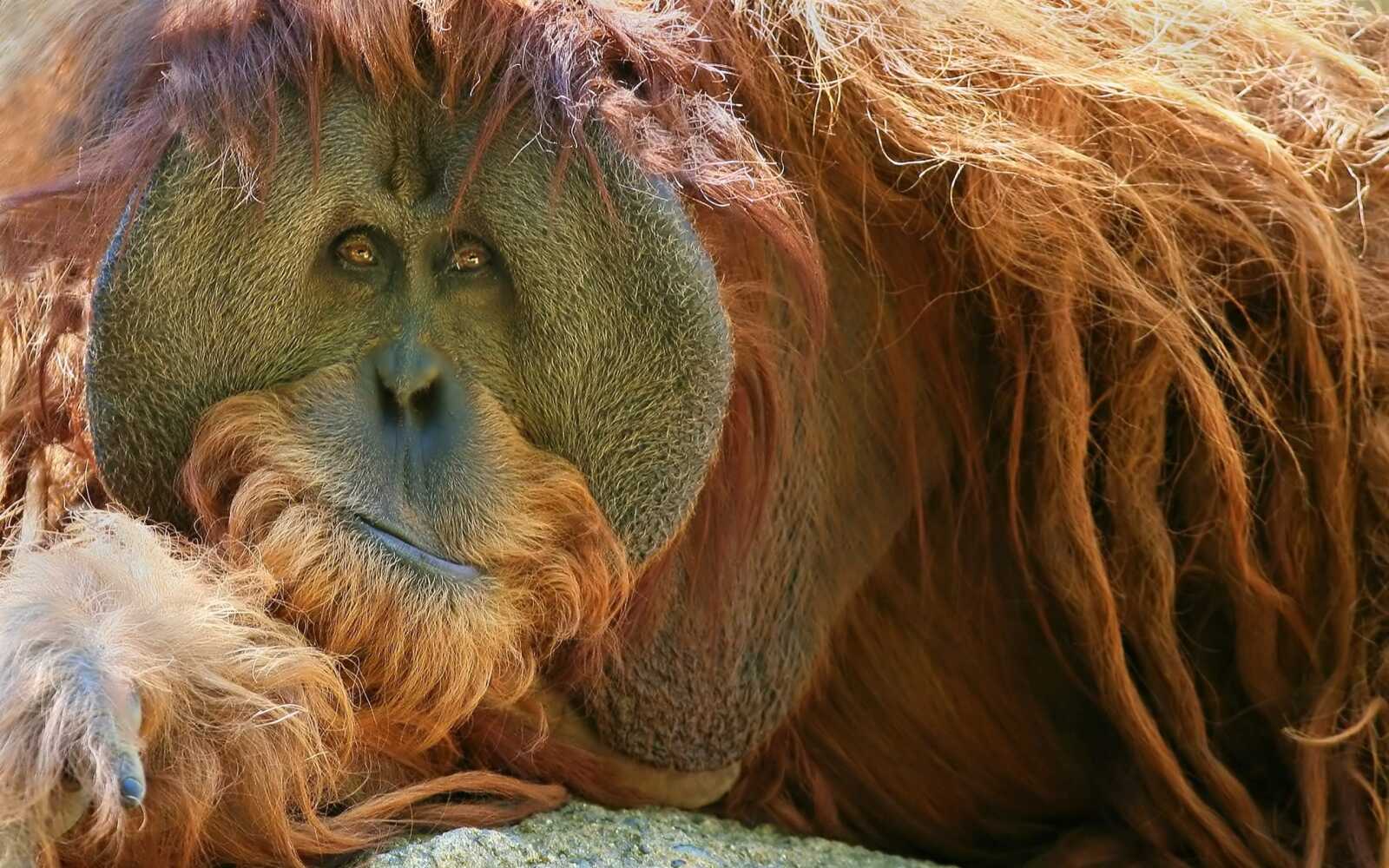 Orangutan Wallpapers (61 images) - WallpaperCat
