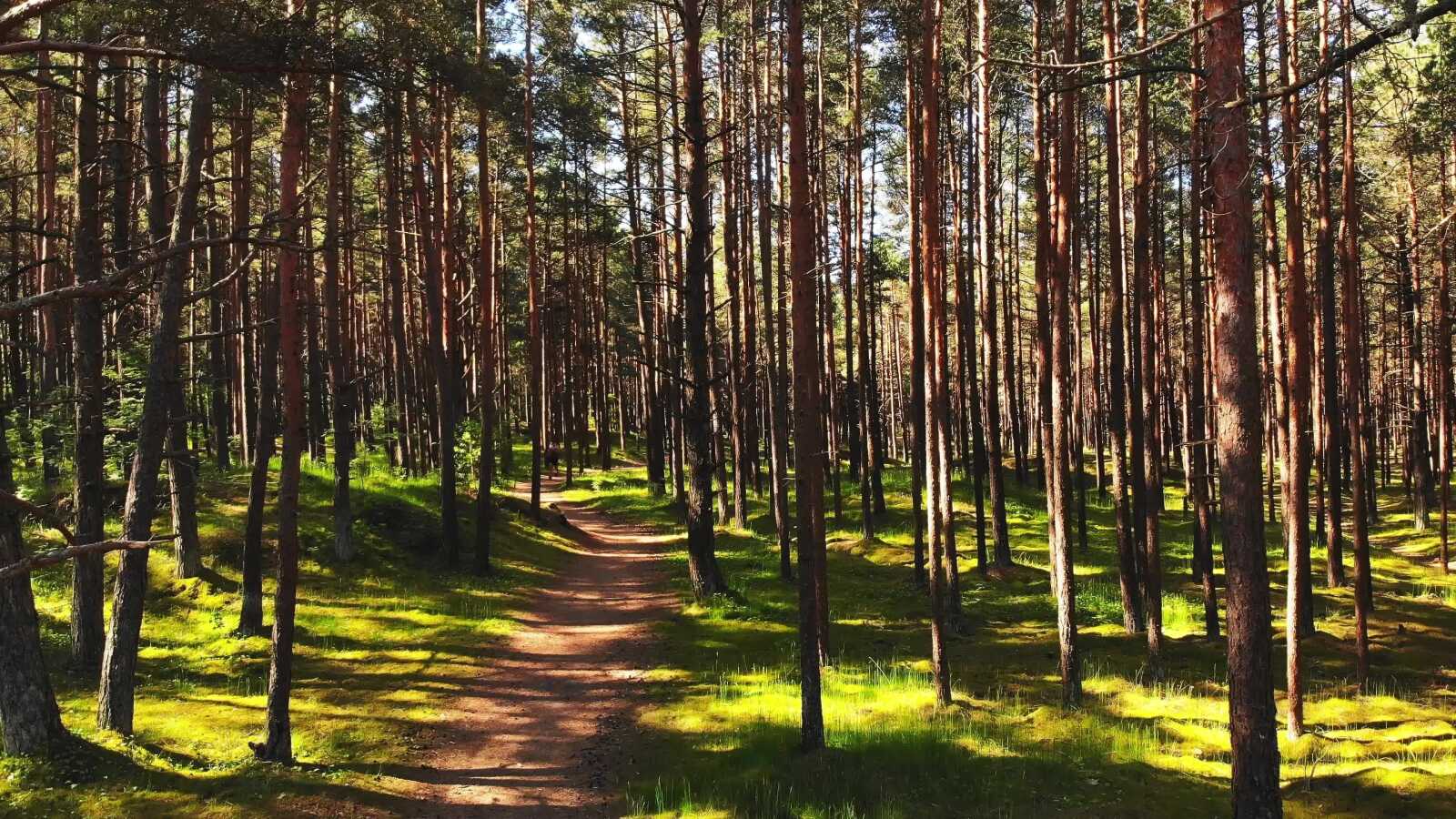 Pine Tree Wallpapers (80 images) - WallpaperCat