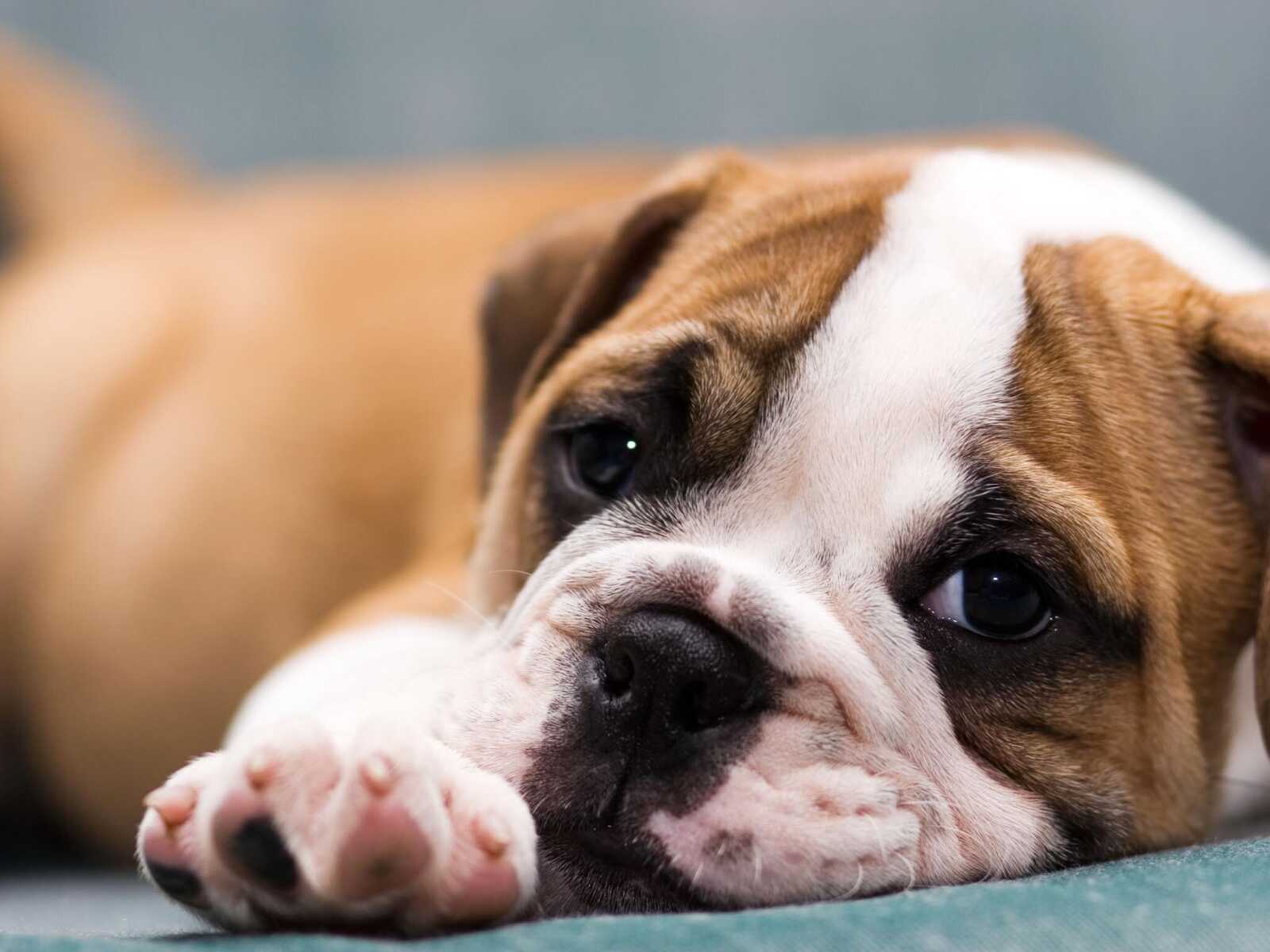 Bulldog Wallpapers (42 images) - WallpaperCat