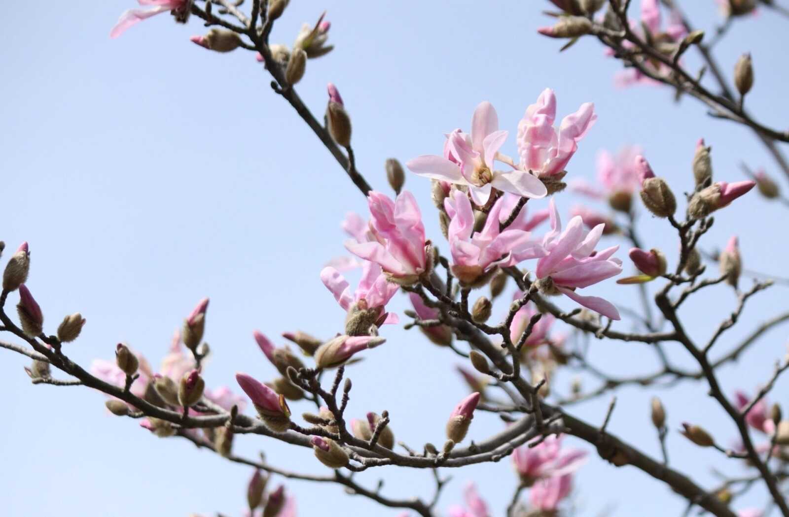 Magnolia Tree Wallpapers (54 images) - WallpaperCat