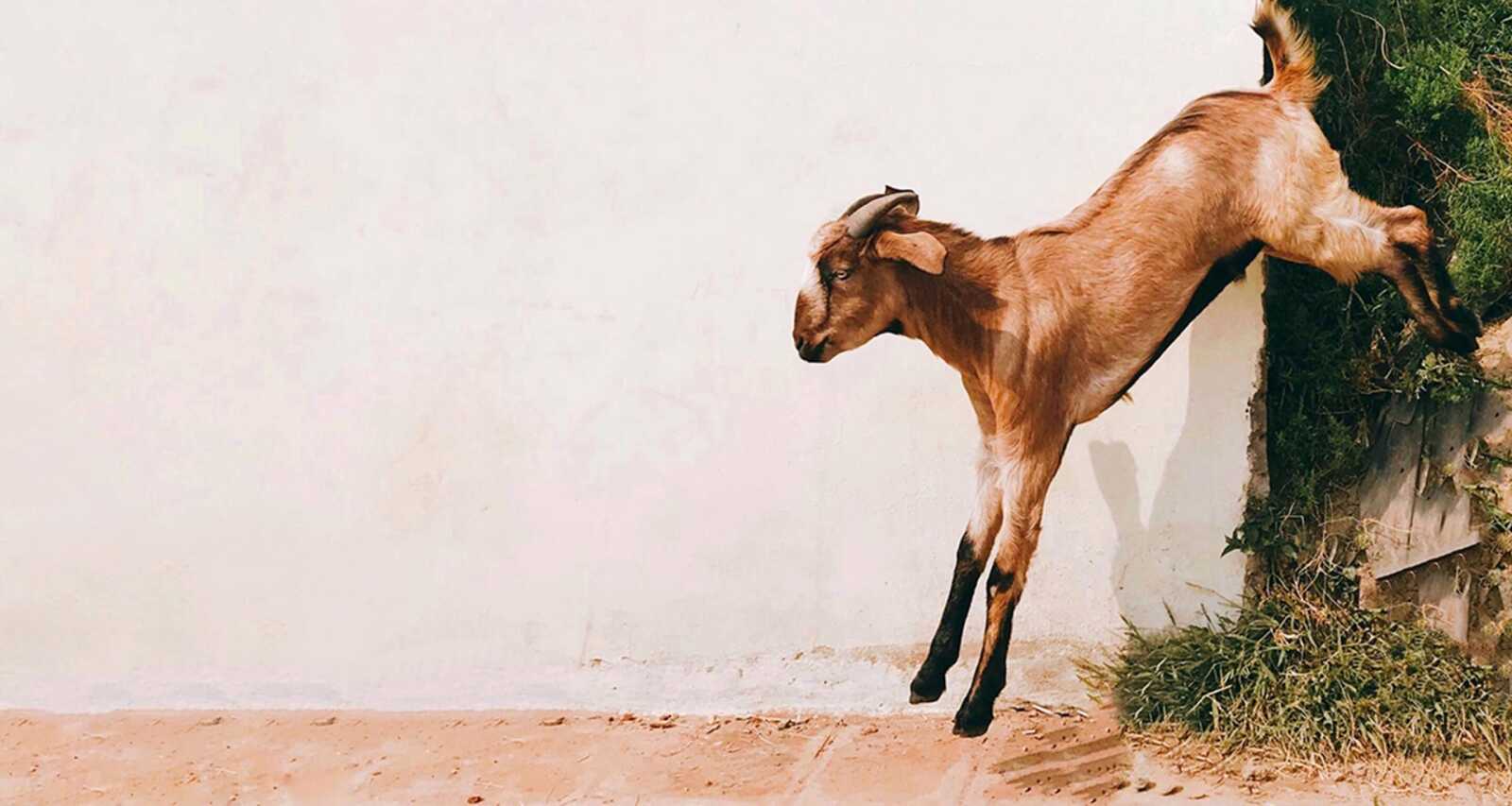 Goat Wallpapers (47 images) - WallpaperCat