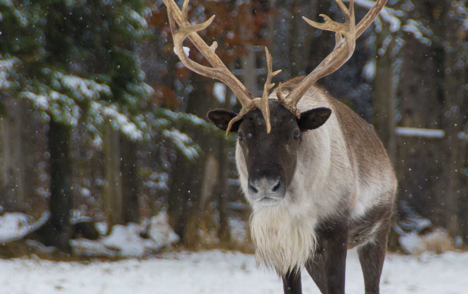 Caribou Wallpapers (44 images) - WallpaperCat