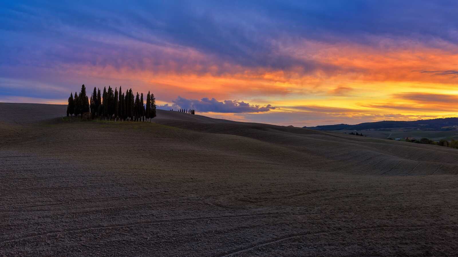 Cypress Tree Wallpapers (40 images) - WallpaperCat