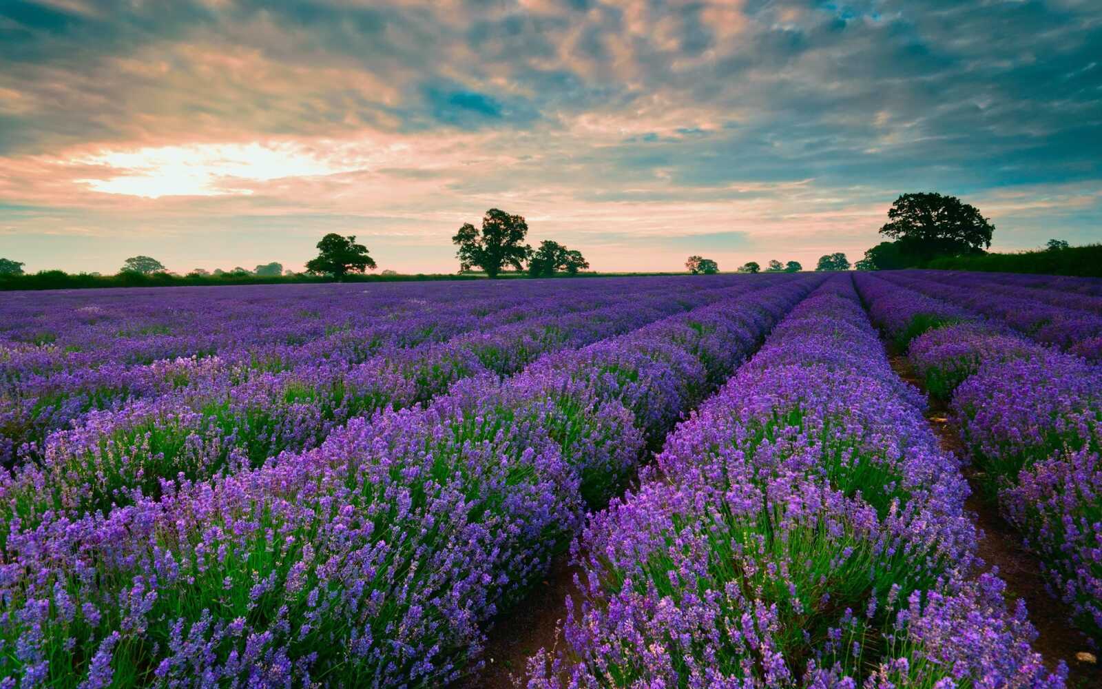 Lavender Wallpapers (97 images) - WallpaperCat