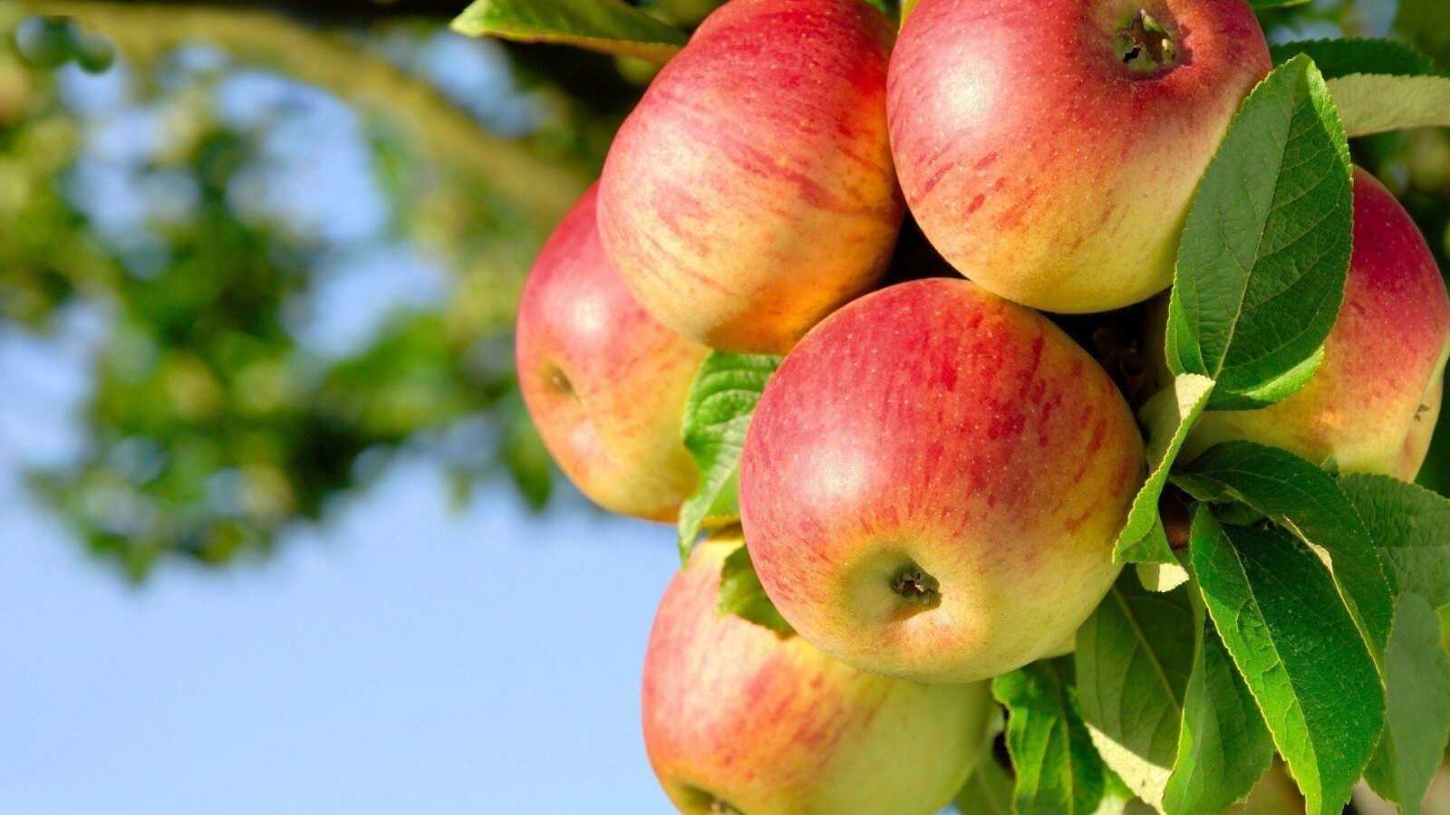Apple Tree Wallpapers (70 images) - WallpaperCat