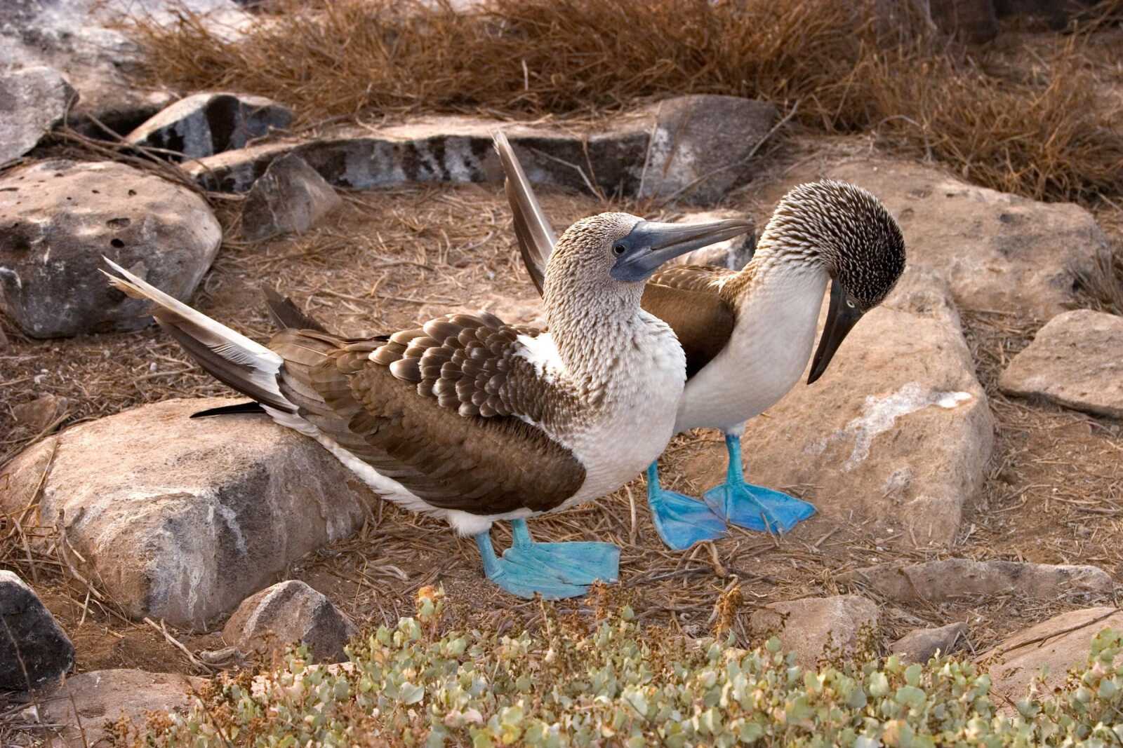 Booby (Bird) Wallpapers (34 images) - WallpaperCat