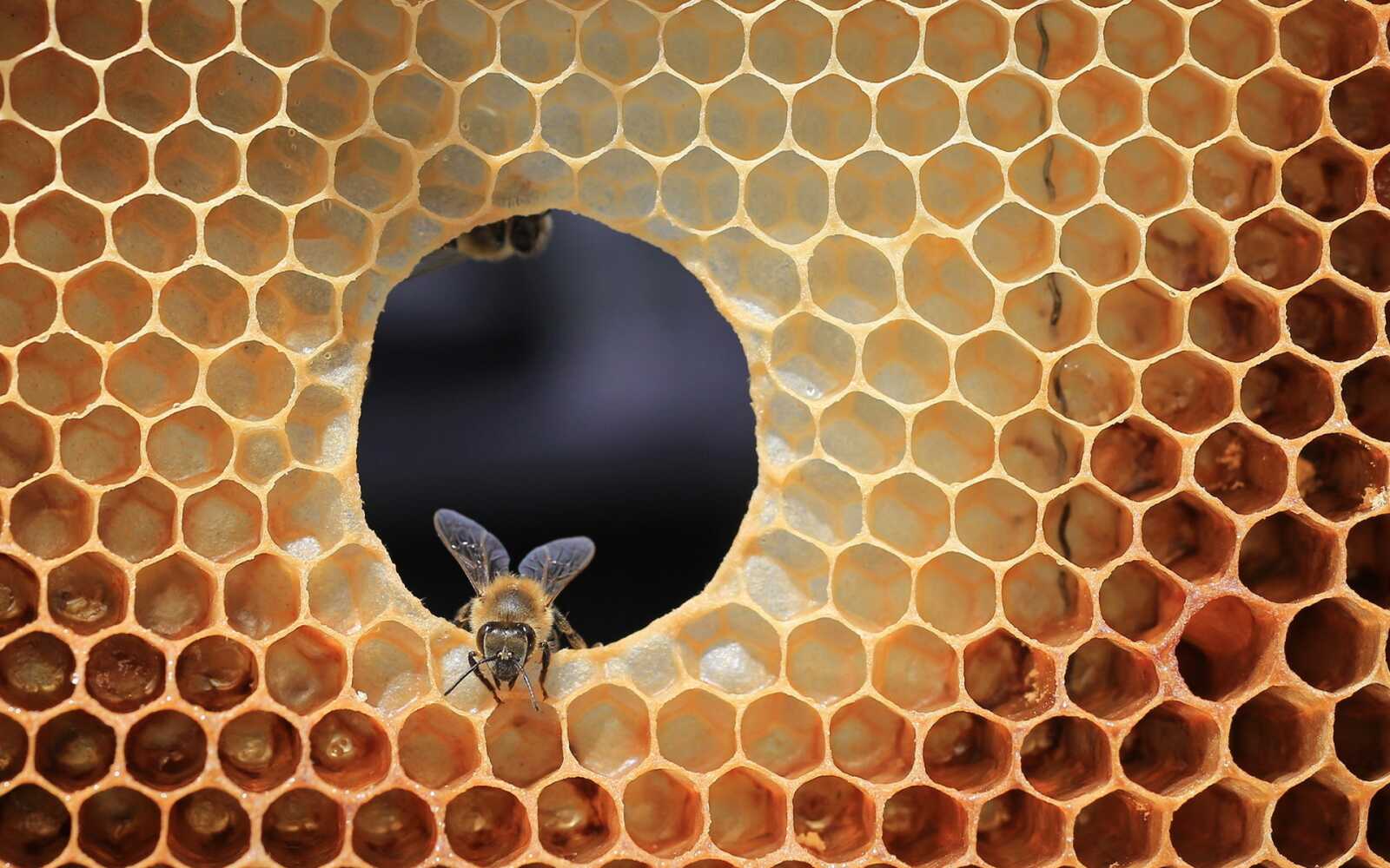 Beehive Wallpapers (21 images) - WallpaperCat
