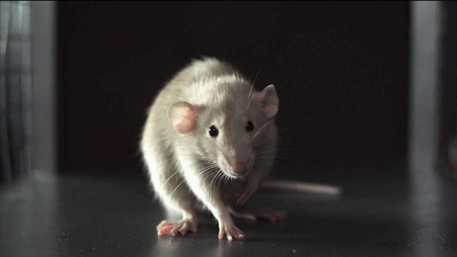 Rat Wallpapers (36 images) - WallpaperCat