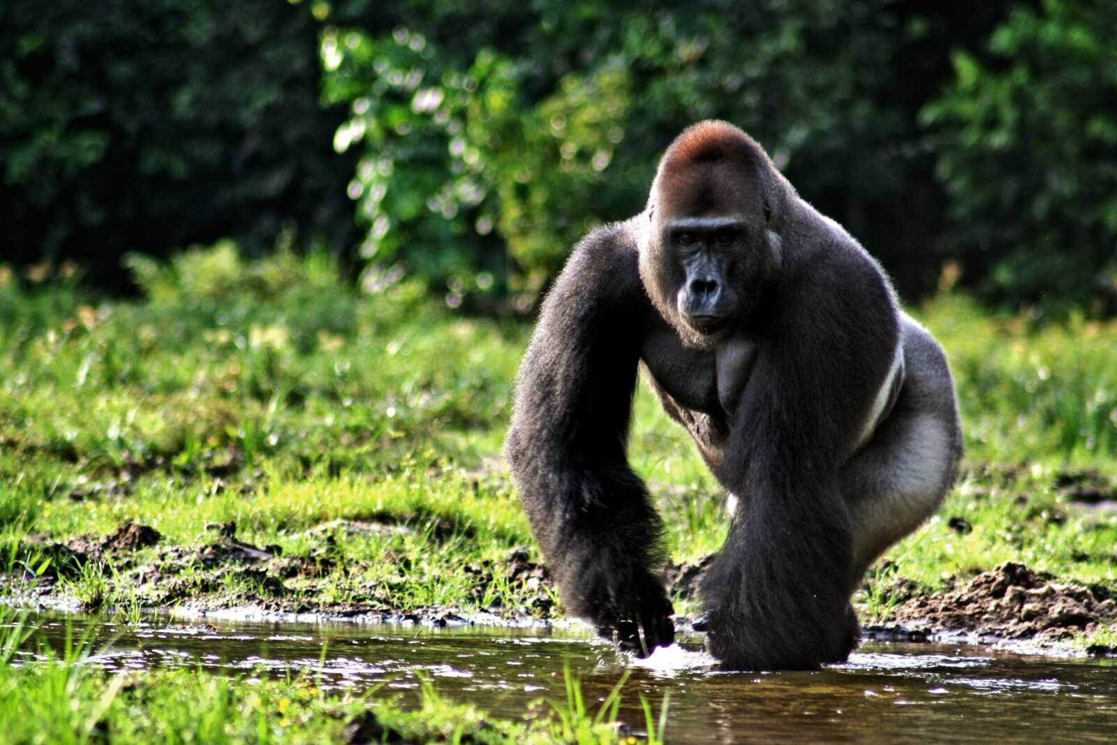 Gorilla Wallpapers (52 images) - WallpaperCat