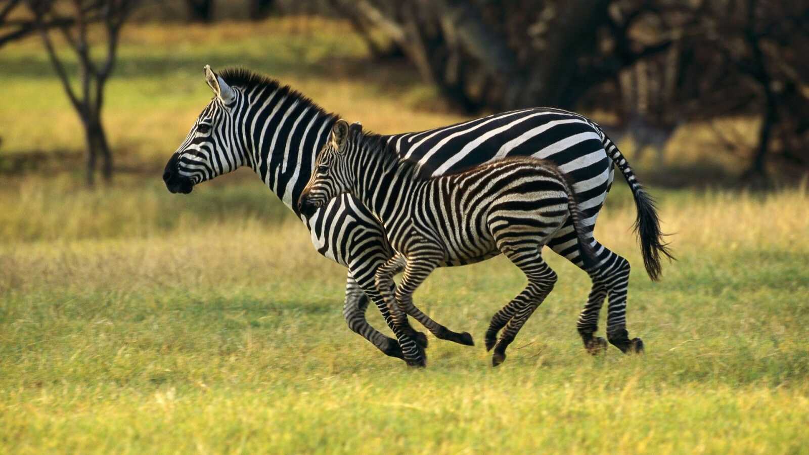 Zebra Wallpapers (48 images) - WallpaperCat