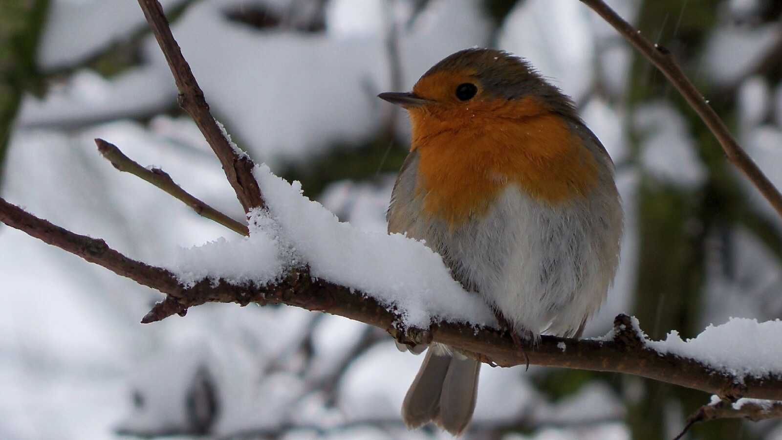 Robin (Bird) Wallpapers (44 images) - WallpaperCat