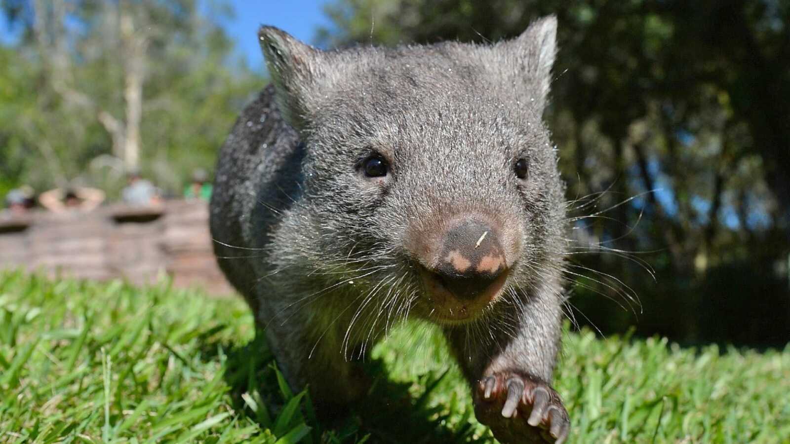 Wombat Wallpapers (35 images) - WallpaperCat