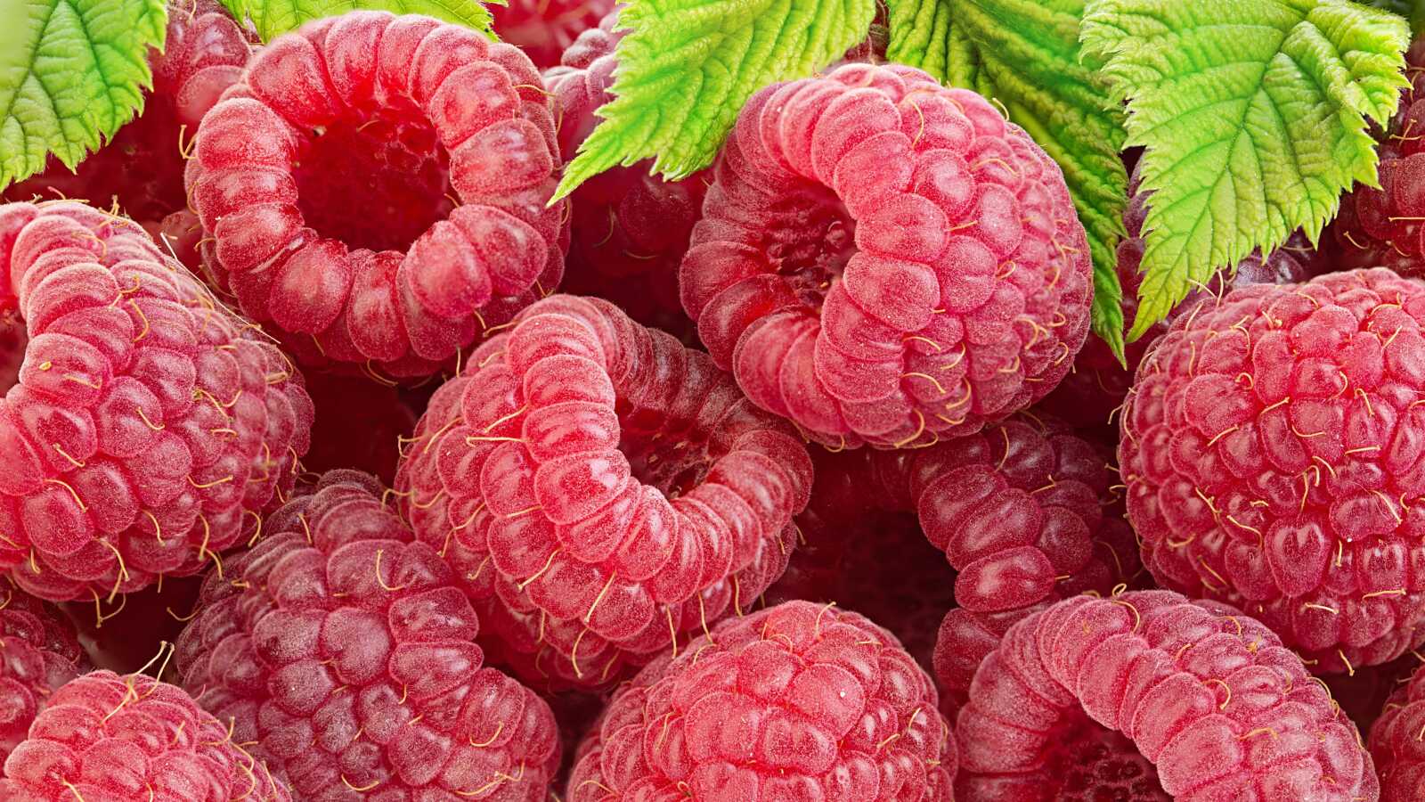 Raspberry Wallpapers (50 images) - WallpaperCat