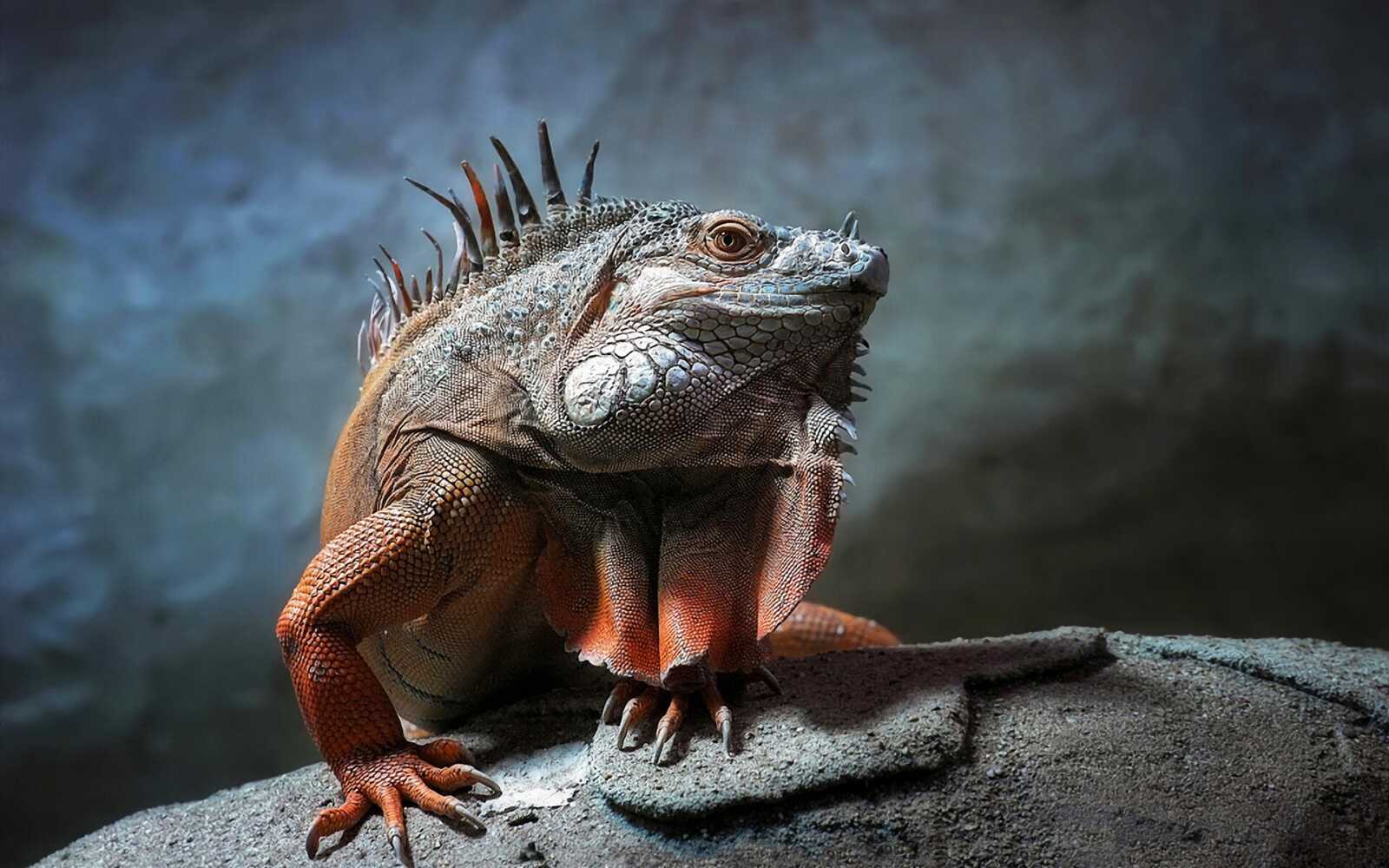 Lizard Wallpapers (56 images) - WallpaperCat