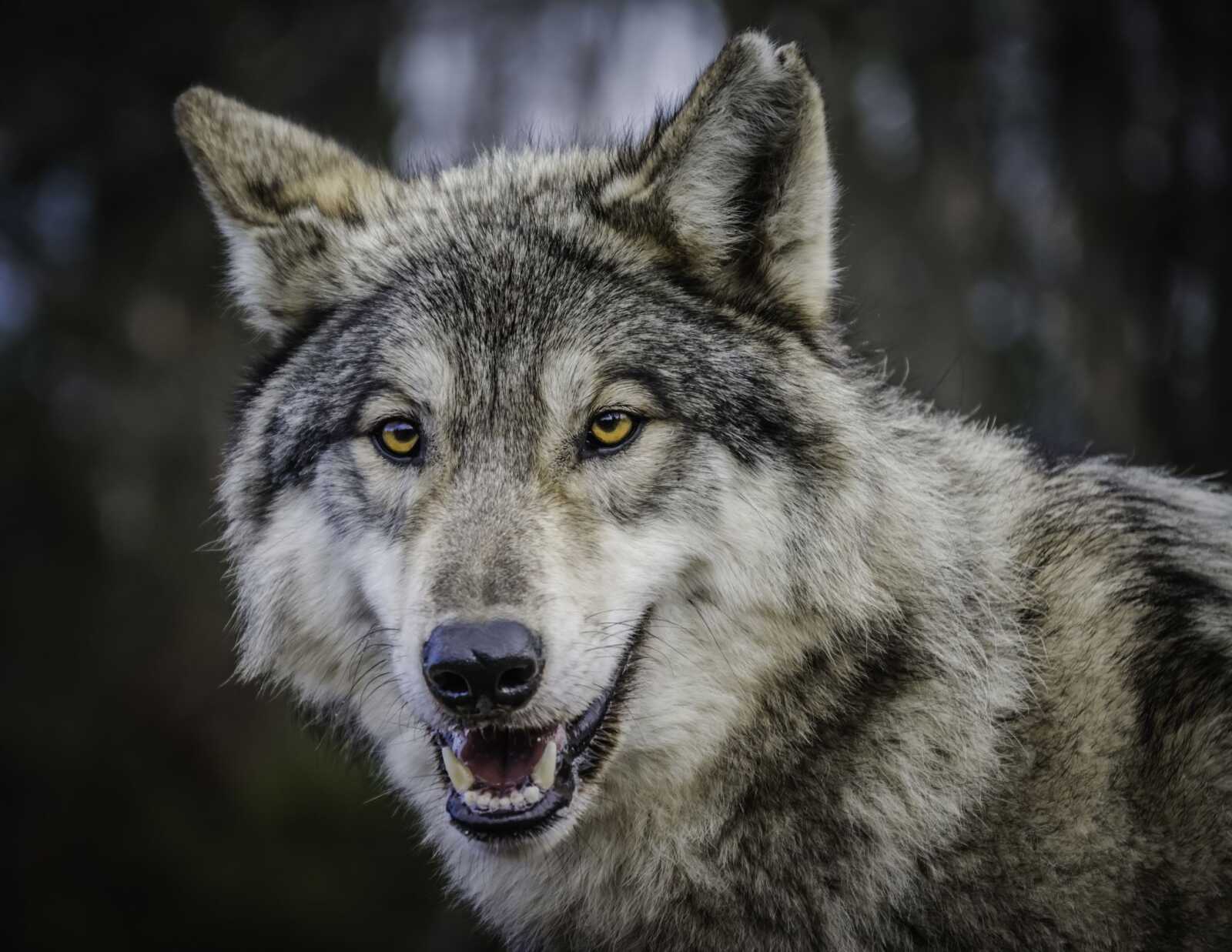 Gray Wolf Wallpapers (44 images) - WallpaperCat