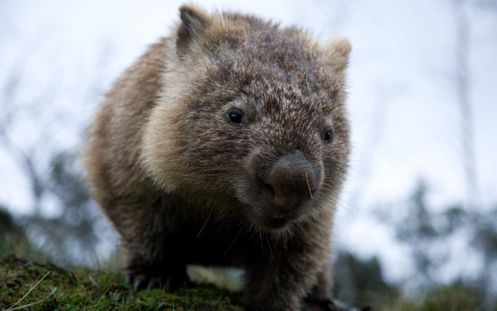 Wombat Wallpapers (35 images) - WallpaperCat