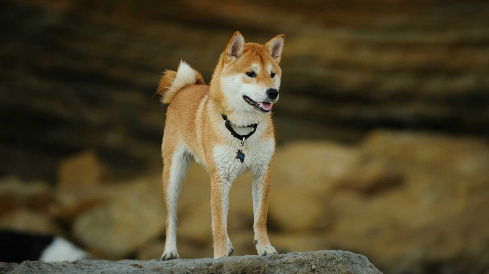 Shiba Inu Wallpapers (42 images) - WallpaperCat