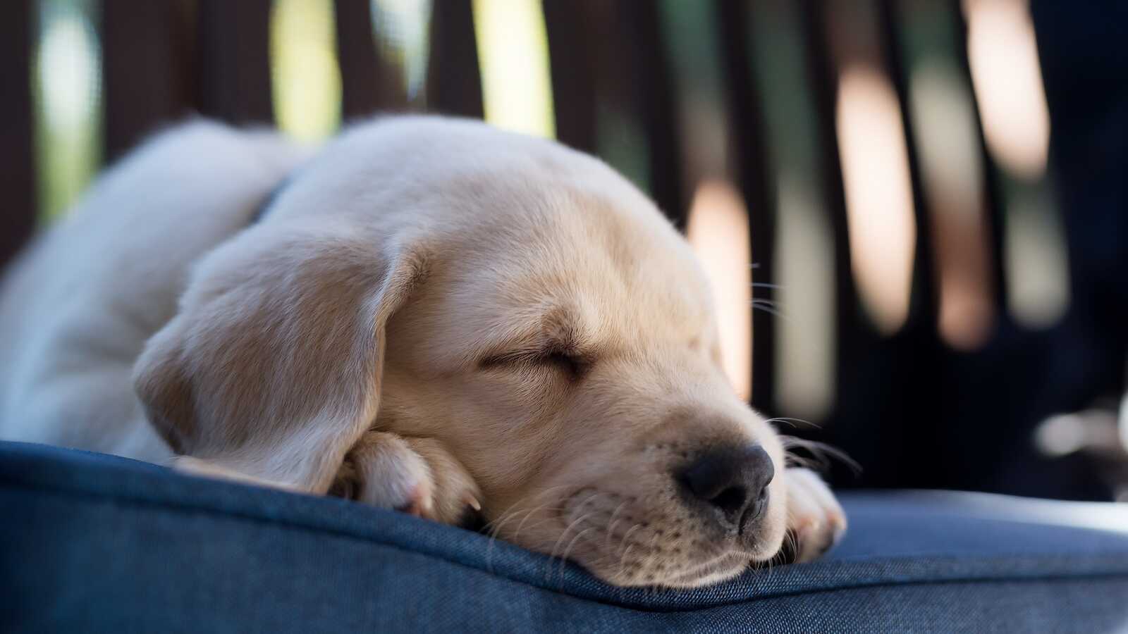 Labrador Wallpapers (42 images) - WallpaperCat