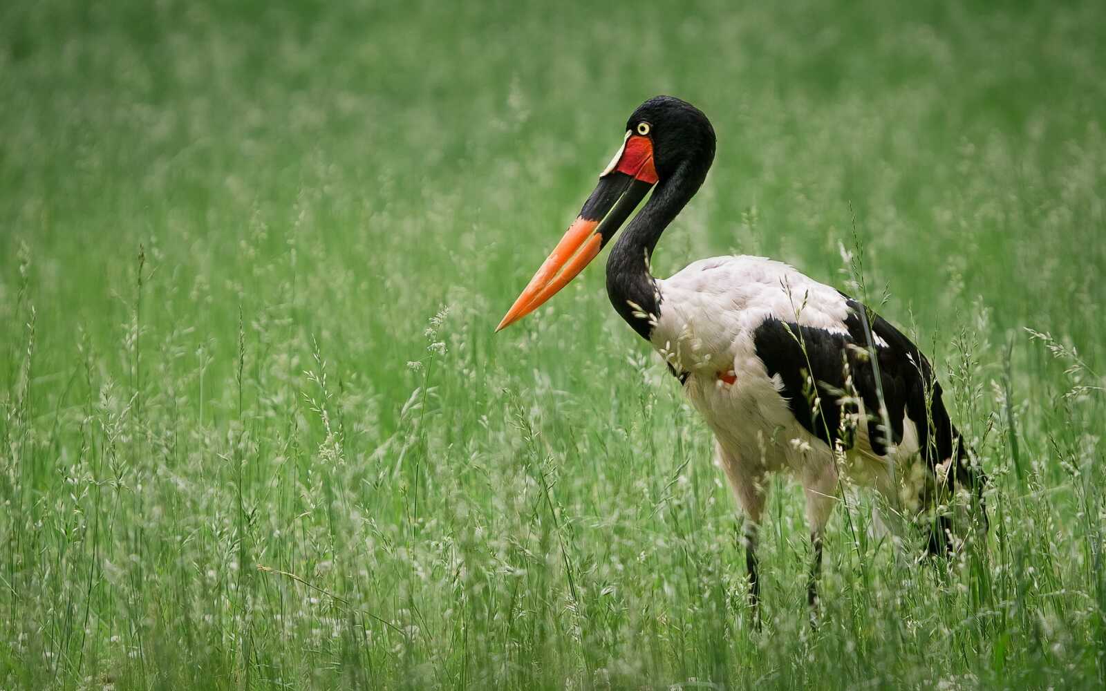 Stork Wallpapers (48 images) - WallpaperCat