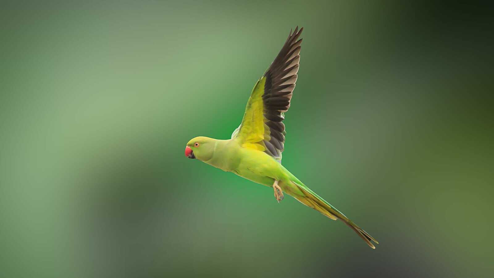 Parrot Wallpapers (40 images) - WallpaperCat