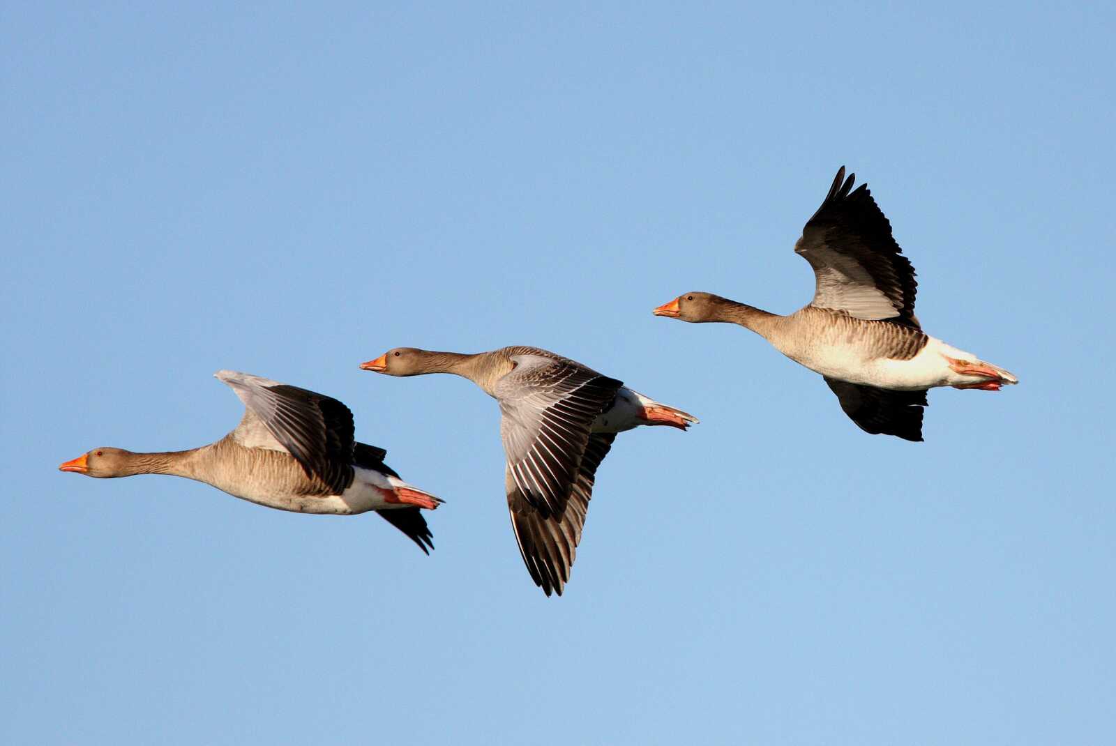 Goose Wallpapers (51 images) - WallpaperCat