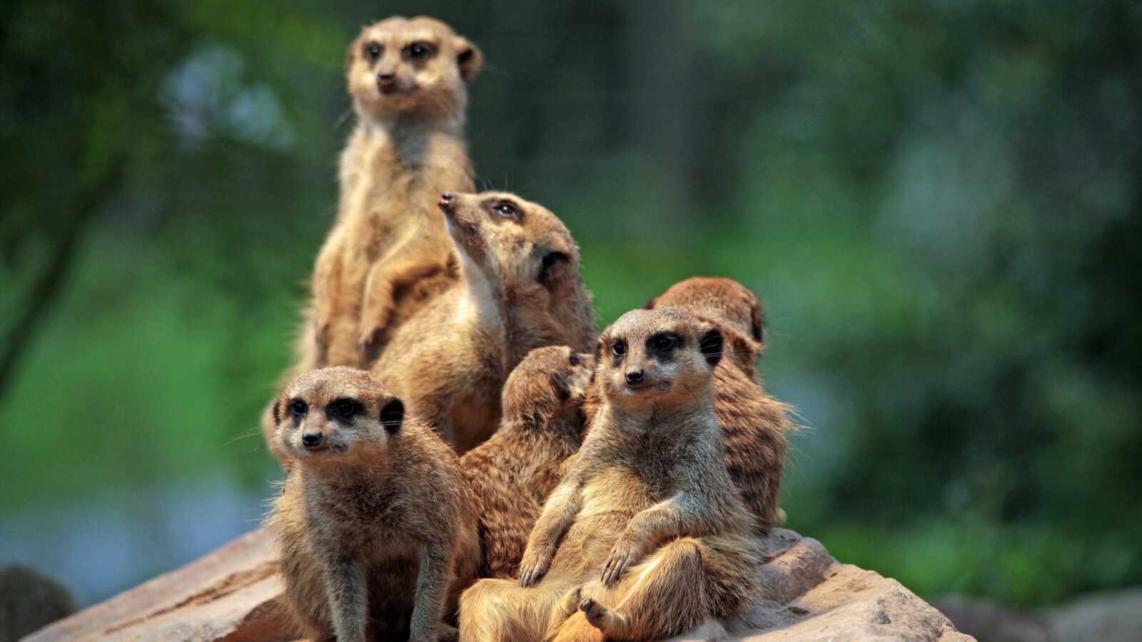 Family Wallpapers (44 images) - WallpaperCat