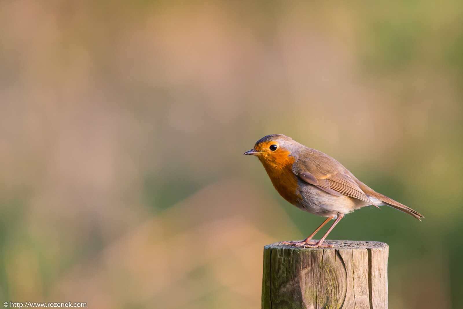 Robin (Bird) Wallpapers (44 images) - WallpaperCat