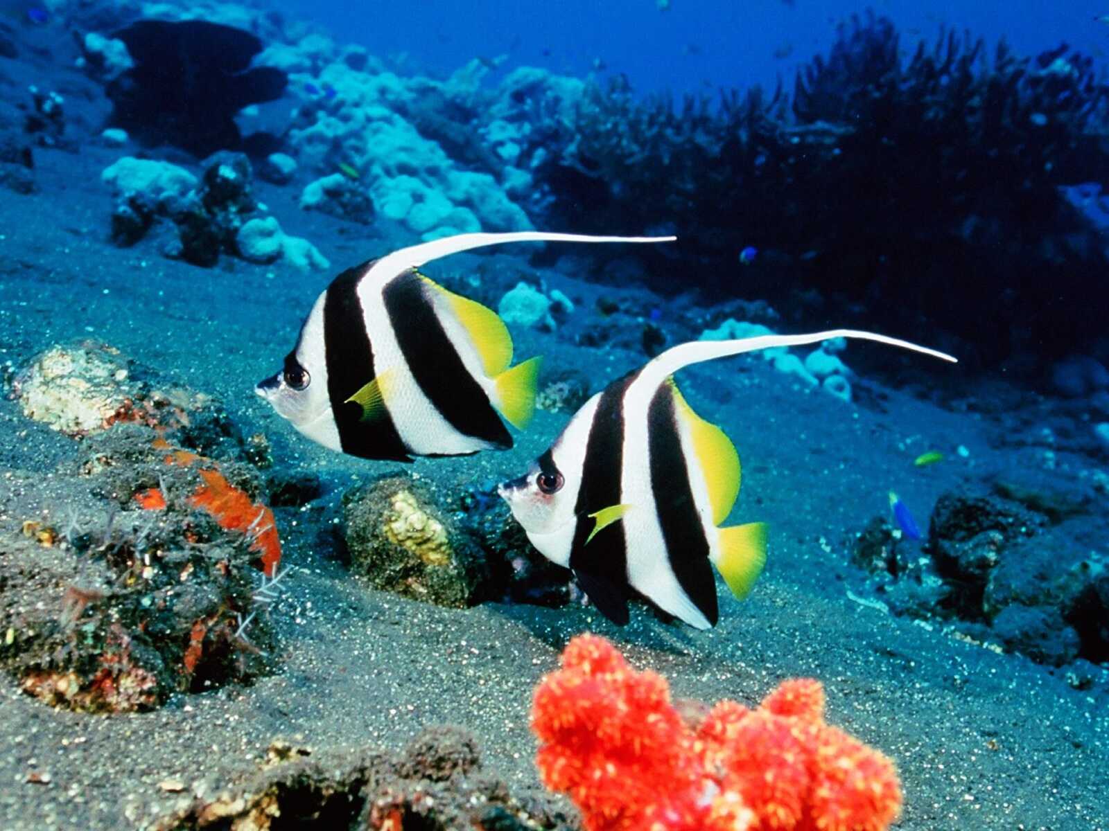 Tropical fish Wallpapers (51 images) - WallpaperCat