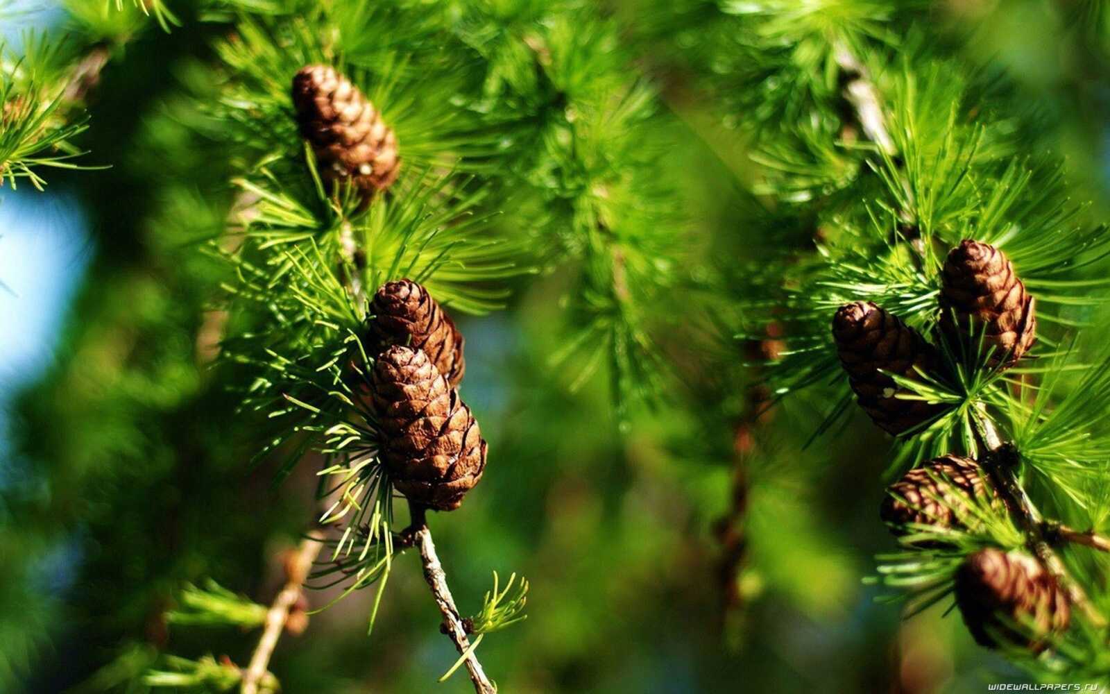 Pine Tree Wallpapers (80 images) - WallpaperCat