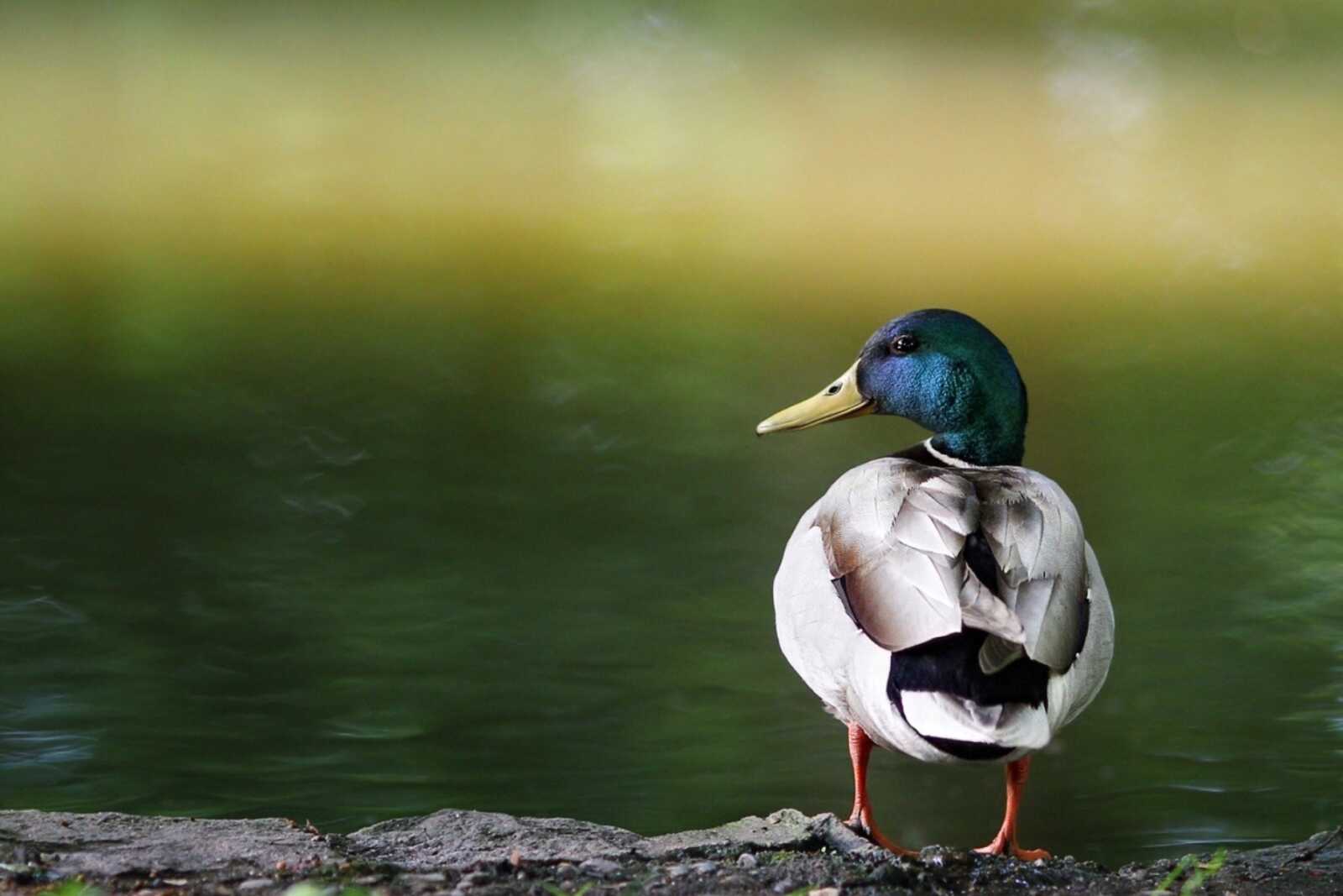 Duck Wallpapers (58 images) - WallpaperCat