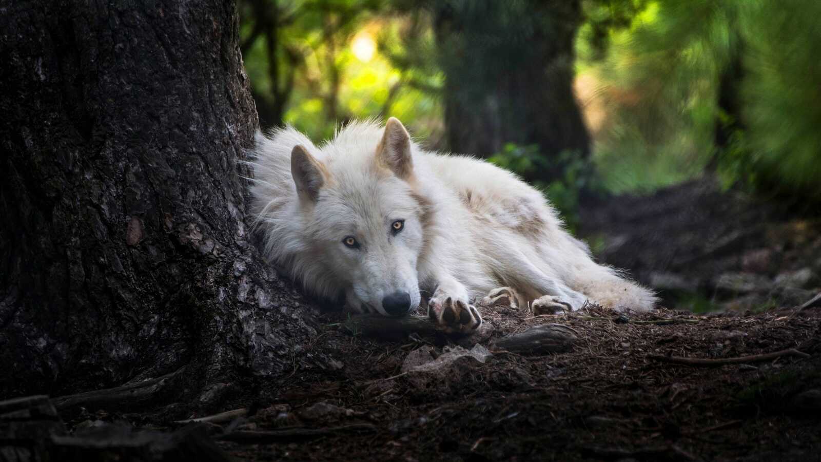 Wolf Wallpapers 122 Images Wallpapercat