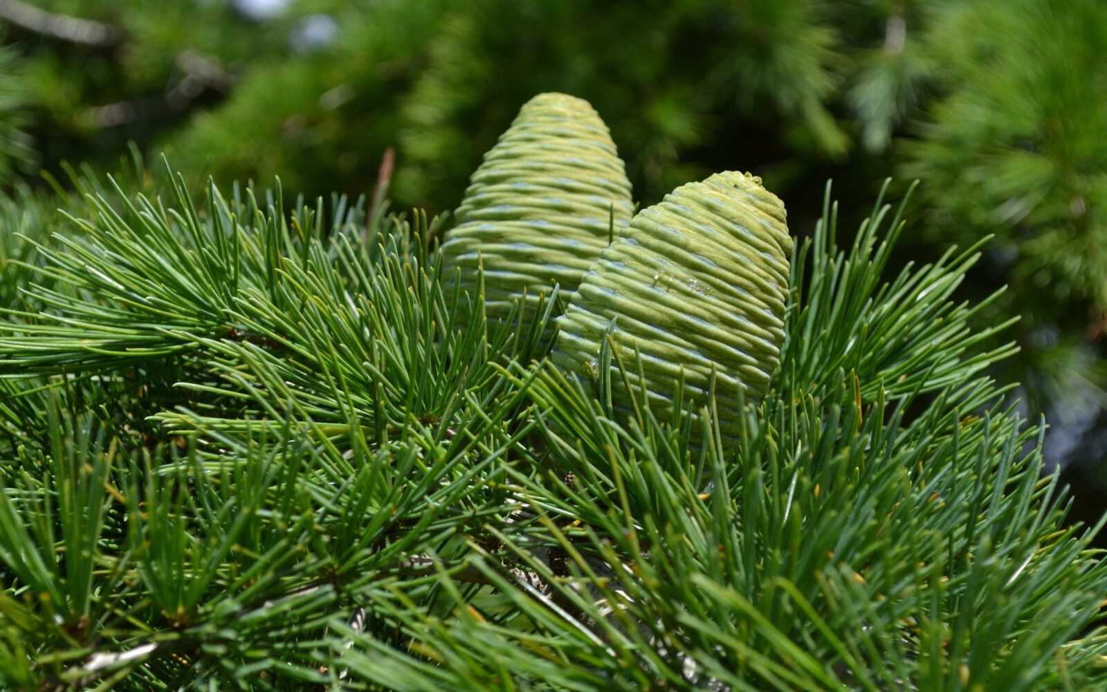 Pine Tree Wallpapers (80 images) - WallpaperCat
